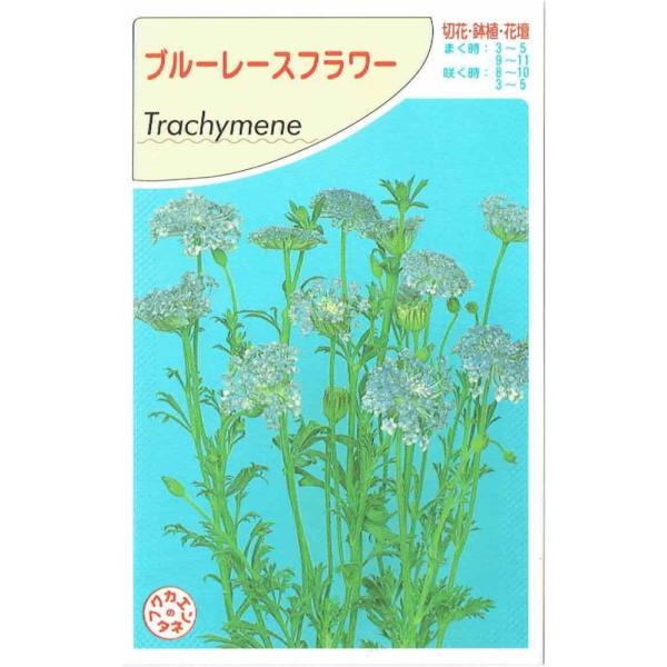 セリ科に属する一年生植物です。草丈80cm程にもなり、新しい切花材料として脚光を浴びています。耐寒力が大変強く露地で十分に越冬します。春蒔きで秋に、秋蒔きでは翌春に花を付けます。