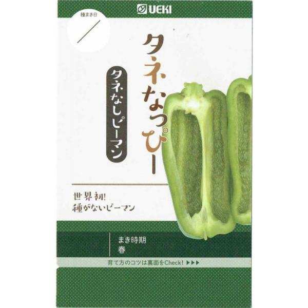 受粉しなくても着果する性質をもった種なしピーマン。1個あたり30〜50g一般的なピーマンと同サイズ。着果が良くたくさん収穫できる。肉厚で苦味が少ない。