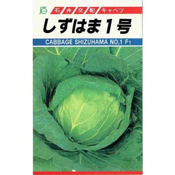 葉深系に春系を一部組入れた品種で、一般平坦地の春〜夏まき、夏〜秋どりに適する。萎黄病抵抗性で黒腐病にも強く、耐暑性もあって栽培は容易。生育が旺盛で球の肥大がすぐれ、裂球も比較的おそい多収型品種。定植後60〜65日で1.2〜1.3kg、70日...