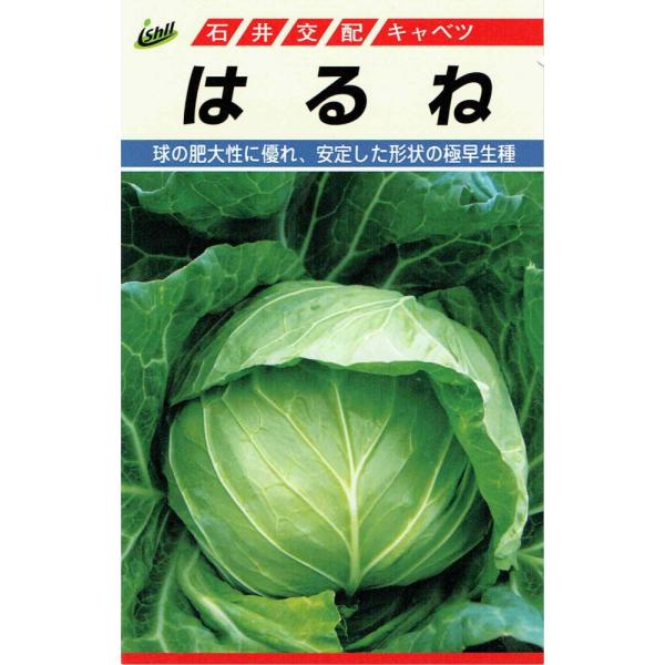 平暖地の10月播種で、4月収穫に適する極早生種。葉はツヤのある鮮緑色の甲高円球で、尖り玉になりにくく箱詰め作業が容易。草姿は半立性で草勢は強く、球の肥大性に優れる。葉質は多汁で柔らかく、食味に優れる。石井交配の種子,石井交配のタネ,キャベツ...
