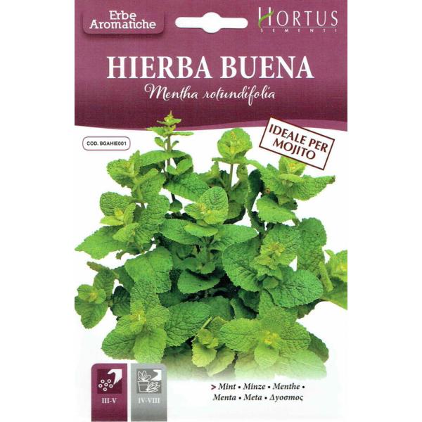 キューバのカクテル・モヒートに入れるミントとして、あまりにも有名な品種です！モロッコスタイルのティーハウスでは、とっても甘いミントティーとしてイエルバブエナをたっぷり入れたお茶や、イエルバブエナたっぷりのレモネードなども楽しめます。イエルバ...