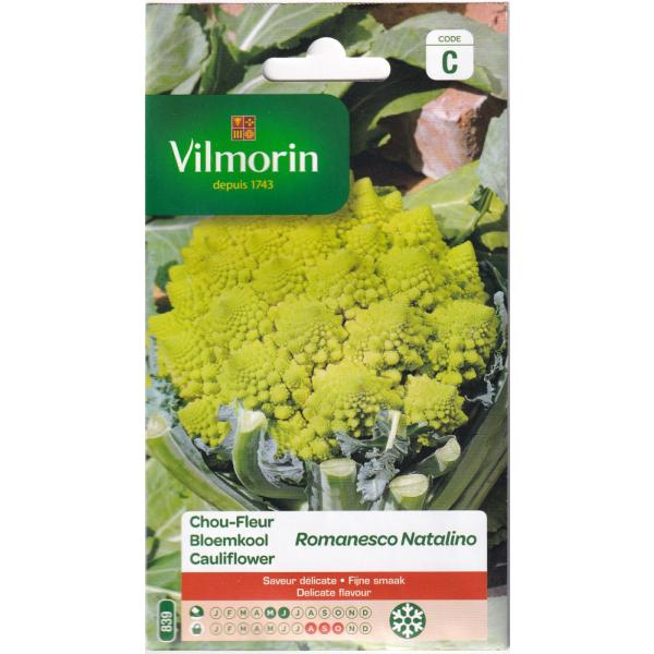 花蕾はピラミッドのような円錐形、色も目に鮮やかな黄緑色、とっても個性的なカリフラワーです。