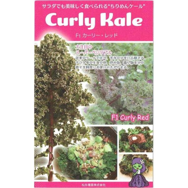 葉柄は赤く、葉の赤紫色は、寒さが厳しくなると葉全体に広がります。一般的な青汁用ケール品種と比べて苦みが少ないので、サラダとしても利用でき、調理の幅がより広い品種です。耐寒性が強く、夏の暑さにも比較的強いので、長期にわたって栽培ができます。寒...
