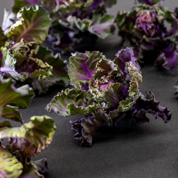 世界で人気急上昇中！ケール×芽キャベツ イギリス生まれの新野菜！ケーレッツ（早生）の種子,ケーレッツ（早生）のタネ,けーれっつ（早生）の種子,けーれっつ（早生）のタネ,[KaletteはイギリスTozerの種子,[KaletteはイギリスT...