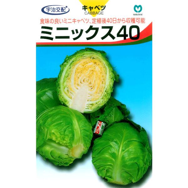 定植後40〜45日で収穫できる超極早生種で、球重500〜800g前後となるミニボールタイプのキャベツです。球は濃緑色の丸玉でよく緊まり、葉質は柔かく甘味に富み、大へん美味しいです。抽苔は比較的遅く、秋まき栽培の他春まき栽培にも適します。