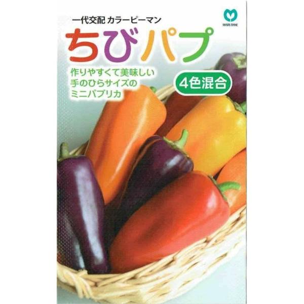 果重は40〜60g（パープルは15〜40g）くらいの可愛いミニサイズのカラーピーマンです。開花後55日位で収穫期となります。（パープルのみ着果直後から紫色ですが、他の3色位の大きさになるには40〜50日位かかります）マリネや炒め物、サラダは...