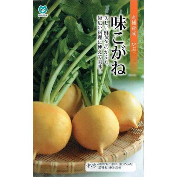 播種後45〜50日で根径5〜6cmの小蕪、その後60日で7〜8cmの中蕪となり、根径12cmくさいまで収穫が可能です。葉はやや大きめで、葉型は切れ込みが深く、葉軸はやや細めとなります。表皮は鮮やかな黄色となり、内部も綺麗な黄色のかぶらです。...