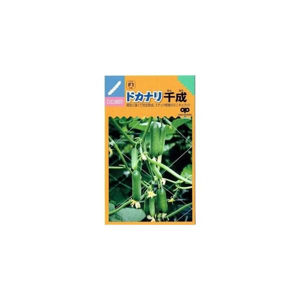 果長9〜10cm、果重40g前後のミニキュウリ、イボのない光沢のある濃緑果で、揃い良く、着果は旺盛で曲がり果や奇形果はほとんど出ない。　葉は、やや小葉で、主枝、側枝とも完全節成+房成りで、1節に1〜3果以上着果する。　果実はシャキッとした歯...