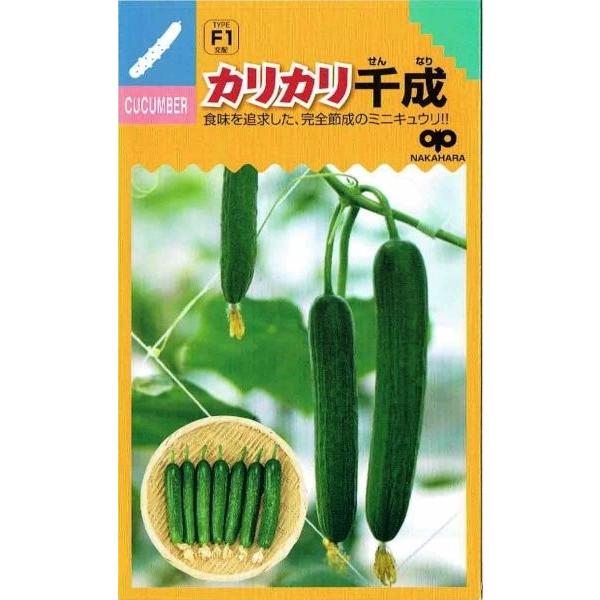 果長12〜13cm、果重50g前後のミニキュウリ、食味を追及した光沢のある濃緑果で、揃い良く、着果は旺盛で曲がり果や奇形果は少ない。葉はやや小葉で、茎は細く側枝の発生は多い。主枝、側枝とも完全節成+房成りで、1節に複数着果する。果実はカリカ...