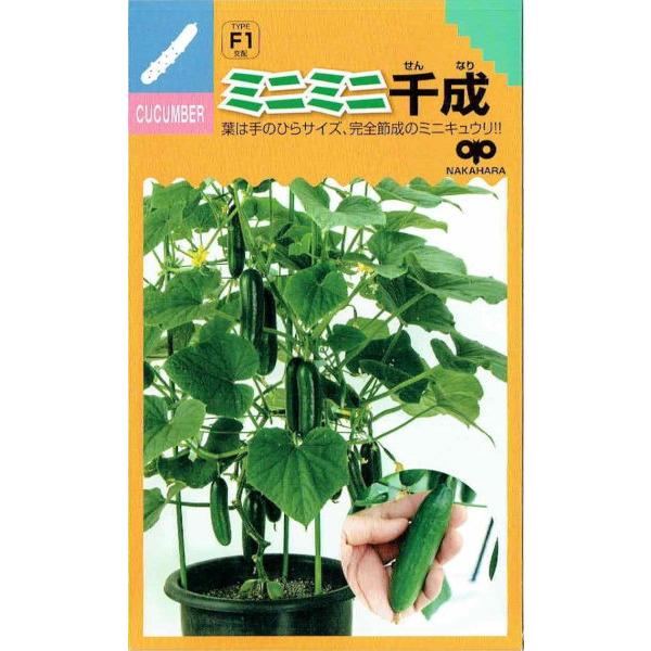 果長7〜8cm、果重30g前後のミニキュウリ、イボのない光沢のある濃緑果で、揃い良く、着果は旺盛で曲がり果や奇形果は少ない。葉は手のひらサイズの小葉で、主枝、側枝とも完全節成+房成りで、1節に1〜3果以上着果する。果実はシャキッとした歯ごた...