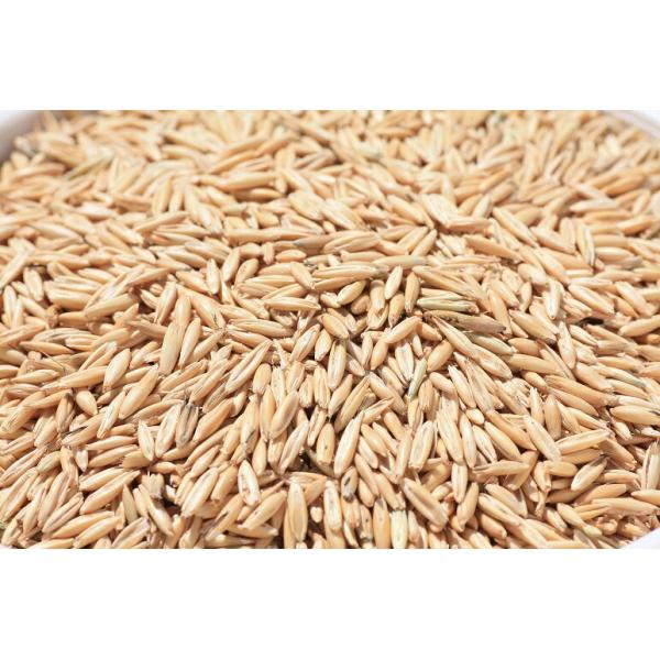 猫草向け無消毒エンバク※本品は農薬未使用ですが、袋詰加工時、農薬使用の種子と同じ機械を使用しておりますので微量の農薬が検出される場合がございます。予めご了承いただけますようお願い申し上げます。