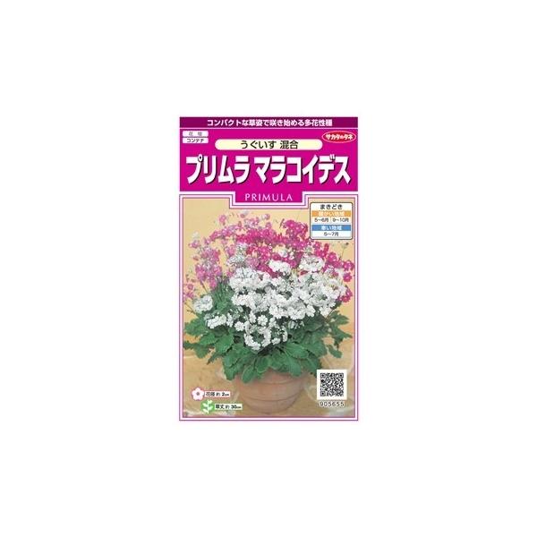 プリムラの仲間の中でも、とくに寒さに強く育てやすい種類です。コンパクトな株のうちからたくさんの花茎が上がり、株をおおいつくすほどに花が咲きます。低い温度を感じて花芽ができるので開花は１２月以降です。<br><br>[...