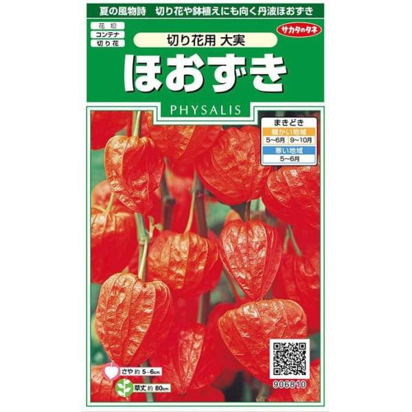 夏の風物詩として、切り花や鉢植えで利用されている丹波ほうずきです。完熟した株では草丈80cmほどになり、花壇や鉢植えでも楽しめる寒さにも強い多年草で、種まきの翌年からたくさん実がつきます。