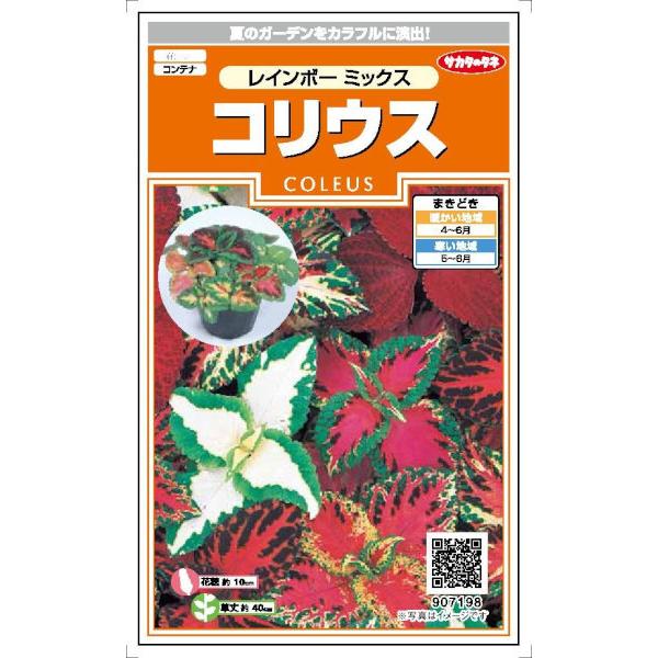カラフルな葉色が魅力で、秋口以降に開花する紫色の花穂も人気があります。木陰や半日陰でも気温の上昇と共に生育し、葉色が一層鮮やかになります。花壇やコンテナ植えに適します。