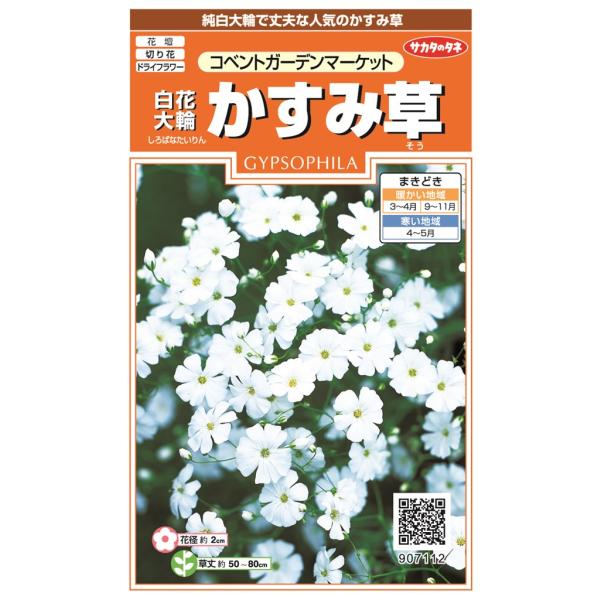 花径約2cmほどの大輪で純白のかすみ草です。寒さに強く丈夫で、開花期間も長く楽しめます。庭の花だけでなく景観植物として多く栽培され、切り花やドライフラワーとしても楽しめます。