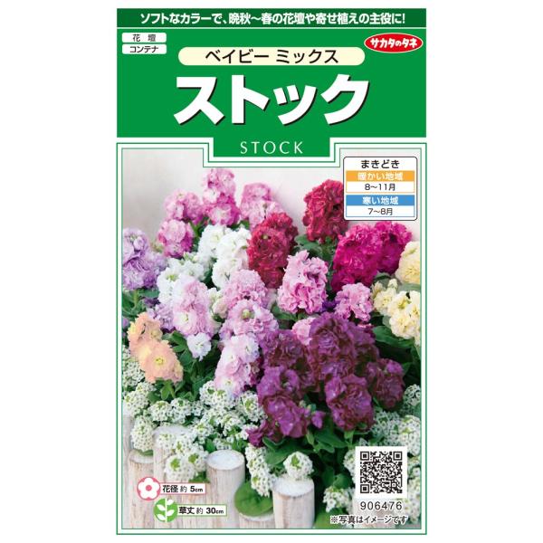 開花が早く、コンパクトな草姿のわい性品種です。分枝発生がよく、主茎に続き、側枝にも次々と花を咲かせます。 晩秋〜春まで長く楽しめ、花壇や寄せ植えを彩ります。八重咲きと一重咲きの混合です。