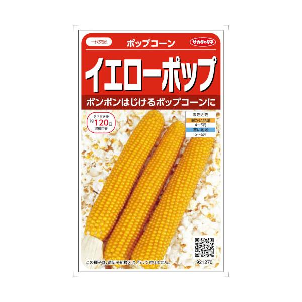 家庭で簡単にポプコーンがつくれる楽しいトウモロコシです。穂は細長い棒状で、やや大粒、完全に熟させてよく乾燥したものを、いるとはじけて何倍にもふくらみます。