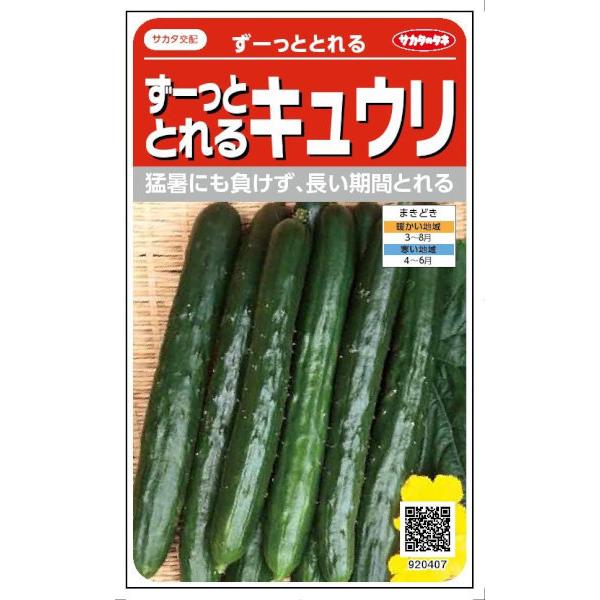 生育が非常に旺盛で長期間、実がつく品種です。果実は濃緑色で、光沢があり曲がりは少なくなります。たくさんとれて、食味は歯切れよく、甘みがあるおいしいキュウリです。