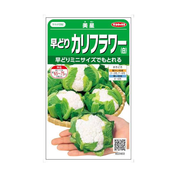 コンパクトで密植のできる早生カリフラワーです。生育力があり、葉が花蕾を包むように育つため、花蕾はきめが細かく純白です。重さ350gくらいの使い切りサイズで生食にも適します。