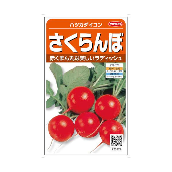 赤くきれいに丸くなり、さくらんぼを思わせるハツカダイコンです。サラダや料理に彩りを添え、他の色のハツカダイコンと組み合わせて栽培すると楽しさが増します。