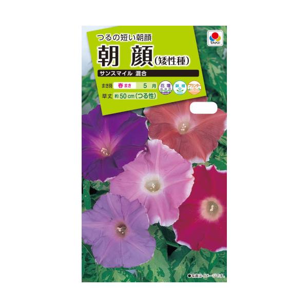 普通の朝顔よりつるの短いタイプです。花は赤、桃、茶、青紫にそれぞれ白い覆輪の入る混合種で花の大きさは、約10cmです。葉には斑（ふ）が入り、鉢植え、プランターに最適です。