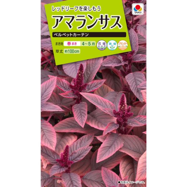 赤い色が特長のアマランサス。地植えして大きく育てると、とても存在感があります。花が咲いてから切花としても楽しめます。