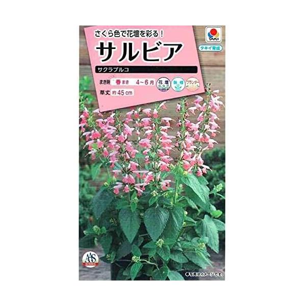 タネまきから最短５０日で開花し、春から晩秋までピンク色の花を次々と咲かせます。暑さに強く、強健で育てやすい品種です。