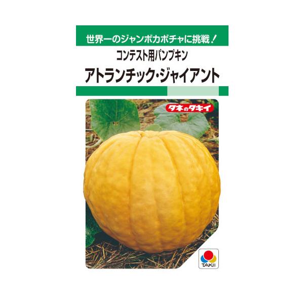コンテスト用に使用されるジャンボカボチャ。学校教材や店頭装飾用としてもおもしろい。肥料を十分に施して肥大を図れば、50〜100ｋｇの大きな果実になる。
