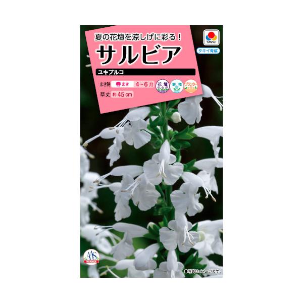 種をまいてから最短50日で開花し、春〜晩秋まで上品な白い花を次々と咲かせます。暑さに強く、強健で育てやすい品種です。