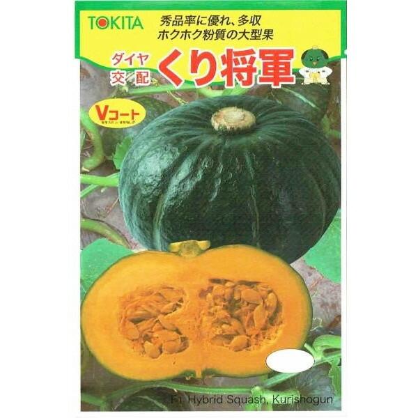 食味よく粉質でホクホクな食感の早生品種。果重2kg前後の大果。果面の条溝は目立たず、果皮は、黒に近い濃緑色で艶がある。果肉は鮮やかな橙色で断面が変色しにくい。節間長15〜20cmの節位から着果可能。7〜8節以降が目安。着果は安定し2番果も高...