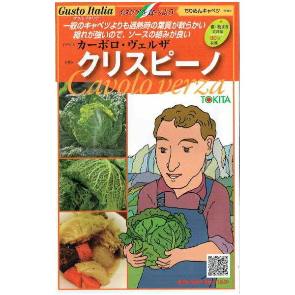 本種は定植後約80日で収穫可能（秋作）で従来のちりめんキャベツと比べて非常に栽培しやすいのが特徴です。一般地の秋作・春作に適応し、幅広い作型で利用可能です。また、従来の品種と比較して大玉となり、葉のちりめん形状は大きく、葉色は濃緑で見た目に...