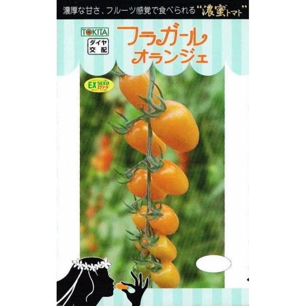 オレンジ色の楕円形、果重18〜24g。濃厚な甘みとバランスの良い酸味は、他に並ぶものがないおいしさ。生育後期には1段2花房（20〜24果/花房）着果する。ヘタ離れが良く収穫、調理が容易。接木をする場合、Tm1型の台木を利用する。