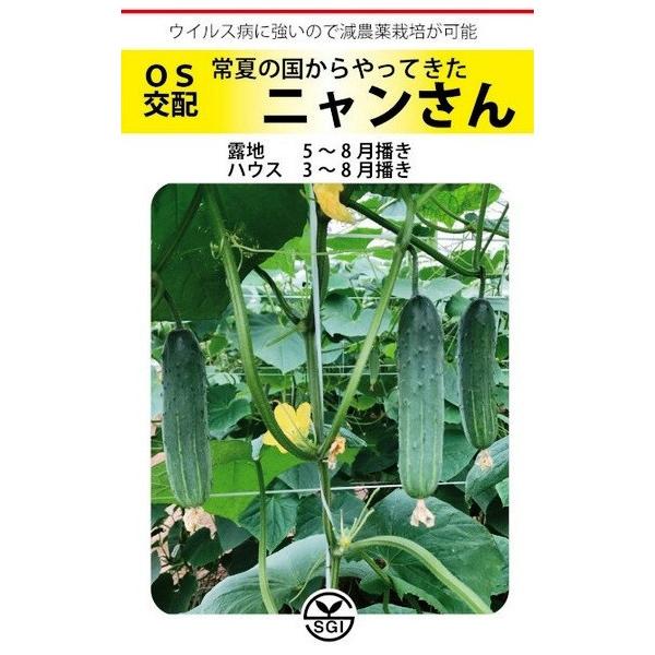 食味○爽やかな香りと、ほのかな甘みがある。果実円筒形　みずみずしく、歯応えが良い。樹が強く多収節成性が高く、雌花率は70〜80％草勢強く、早生で太りも良く、多収穫。病気に強いウイルス病、その他褐斑病・ベト病にも強く、減農薬栽培が可能。