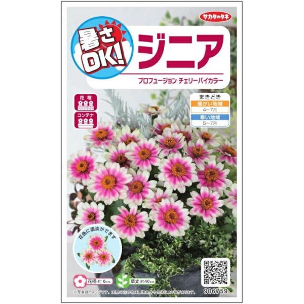 サカタのタネ育成の品種。生育旺盛で暑さや病気に強く、多花性なプロフュージョンシリーズ。花径約6cmで白色の花の中心に濃い桃色の花が夏から秋まで咲き続けます。※花が咲き進むと桃色が濃くなり、最後は単色になります。<br><b...