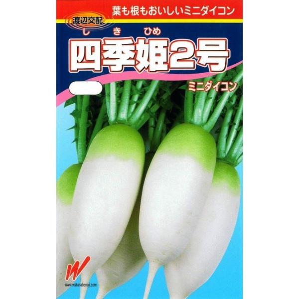 抽苔は遅く、ハウス、トンネル、露地栽培など幅広く栽培できる。根長は22〜30cm、葉根重300g〜1kgで出荷調整可能。首色は濃く、葉はコンパクト。ス入りが遅く、肉質が緻密。