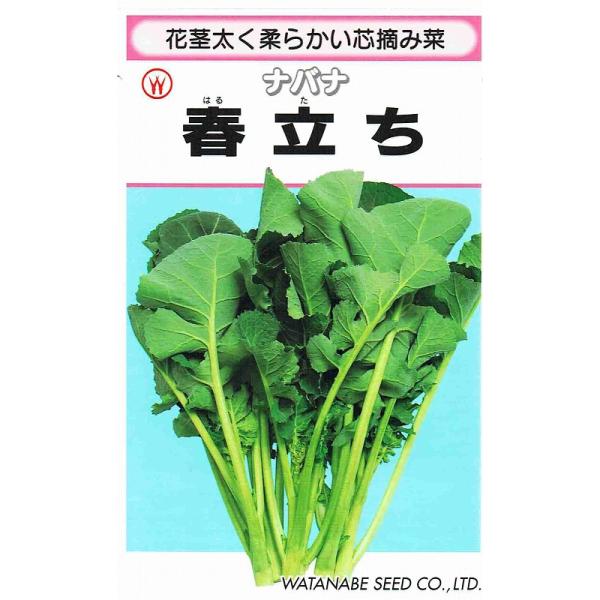 茎は甘くくせがなく、とてもおいしいです。棚もちに優れ、商品性の高いのが特徴です。花茎が太く、株張りが良好です。耐寒性強く、寒冷地でも栽培が容易です。