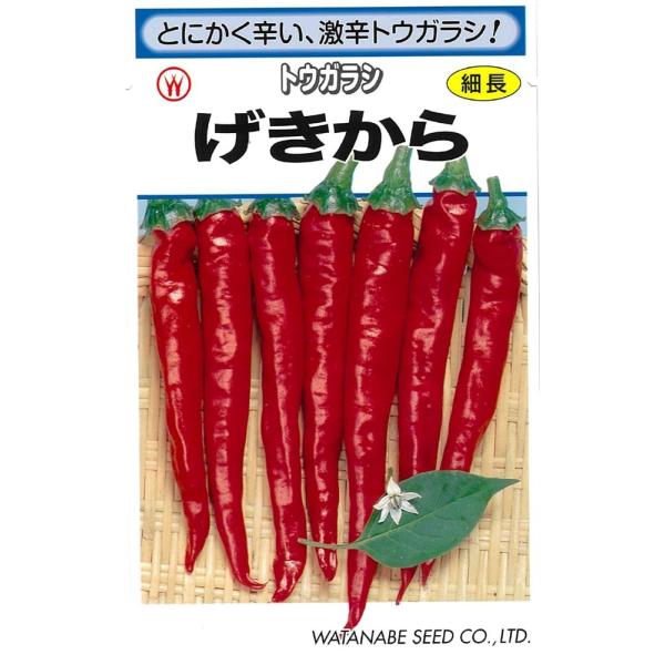 赤トウガラシはもちろん、青トウガラシからすでに辛味を持つ激辛トウガラシです。果は下向きにつき、長さ12cm位の細長果で、着果数の多い豊産種です。草勢、草丈ともに中位の早生種です。トウガラシの種子,トウガラシのタネ,とうがらしの種子,とうがら...