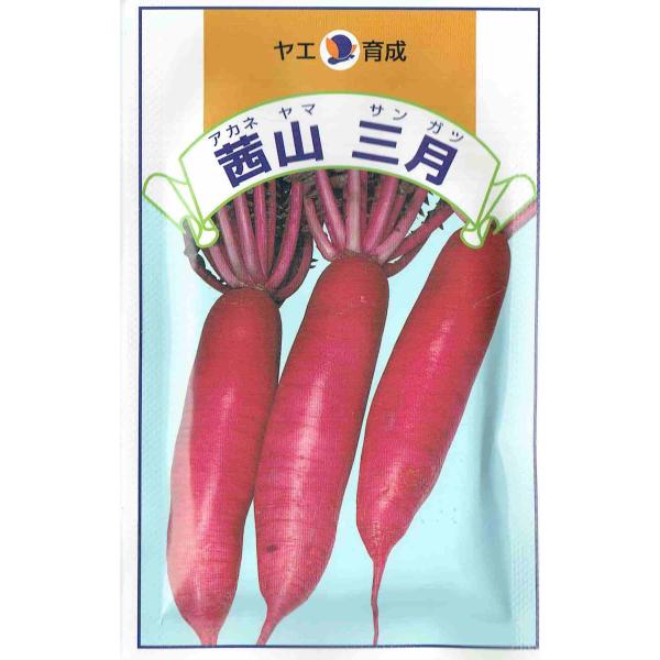 栽培は９月まきで１２〜２月収穫に適しています。草姿は半開帳性で、草丈はやや低く、葉および葉柄に赤紫色を帯びます。根形は円筒形で長さは30〜40程度となり、外皮は赤みを強く帯びます。肉質は緻密でス入りが遅く、煮物・酢の物などに重宝されます。