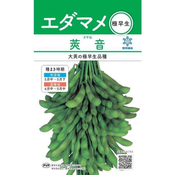 白毛・濃緑の大莢でボリュームがある極早生品種葉が小さめで、生育がおとなしいため、コンパクトにまとまる。