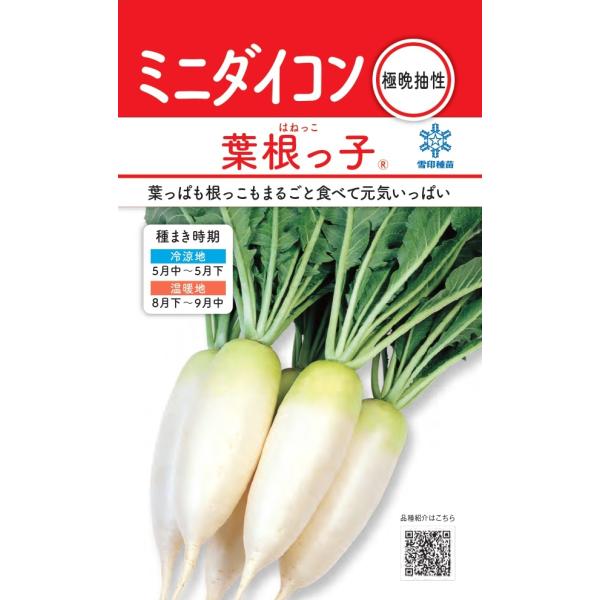 根も葉も全部食べられるミニダイコンです。肉質はみずみずしく食味きわめて良好。一般の大根より密植栽培可能です。（3〜5割増し）