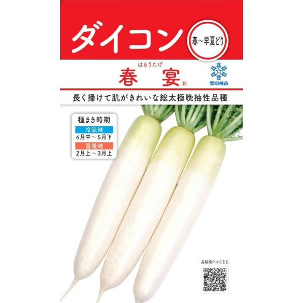 肌がきれいで根部障害の発生が少ない、薄青首総太ダイコン。低温伸長性・肥大性に優れる。