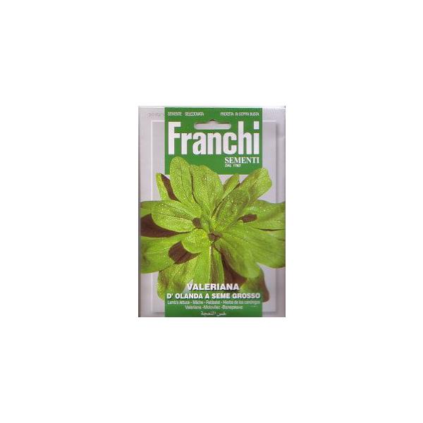 早生種、グリーンのが美しいベビーリーフ用のホウレンソウです。生ハムやカリカリベーコンとともに、生のままサラダに使えます！ミックスサラダの１品にも重宝します。