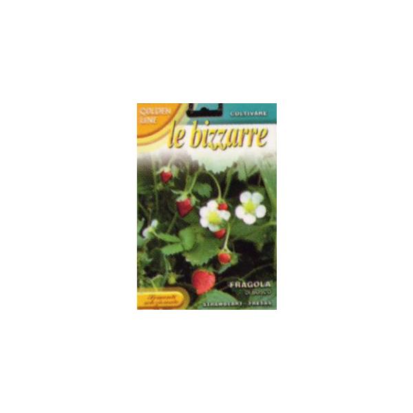 ヨーロッパの森のイチゴで小粒で繊細ですが、香りと味、甘味が凝縮されたとっても魅力的なイチゴです。ずば抜けておいしいと評されています。初夏７月くらいから本格的に実をつけ始めます。ヨーロッパでは本物の味として、フランス料理界などで取り扱われてい...