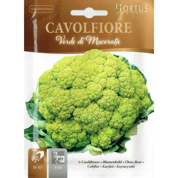 カリフラワー・マセラータ（Verde di Macerata）は中生種、花蕾のライムグリーンが目を引くカリフラワーです。風味もよく、イタリアでは人気の品種でパスタやサラダ、ピクルスなどイタリア料理に大活躍の野菜です。カリフラワーは一般に日光...