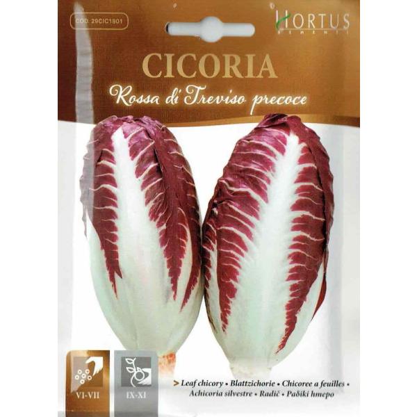 リーフチコリー（ラディッキョ　ロッソ）・トレヴィーゾ　プレコーチェ（Rossa di Treviso precoce）はイタリア　トレヴィーゾ地方発祥の有名なリーフチコリーです。楕円形でワインレッドに白い葉脈の入った美しい、そして歯ごたえの...