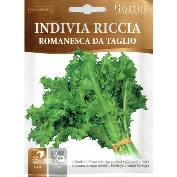 エンダイブ・ロマネスカ（Riccia romanesca da taglio）は中生種（約50日）のイタリアンエンダイブです。日本のマーケットではまだまだ見かけることが少ない野菜ですが、イタリアンレストランのグリーンサラダには必需品です！自...