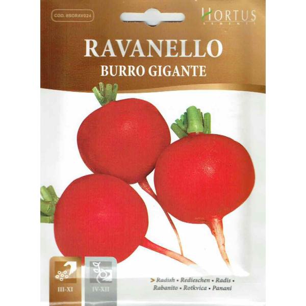 ラディッシュ・ジャイアント（Burro gigante）は英語名’Giante Butter’と呼ばれる大粒で真っ赤なまん丸ラディッシュです。実はやわらかくかつ歯ごたえよく、とってもおいしいです。玉割れに強く、栽培が容易で簡単に収穫が楽しめ...