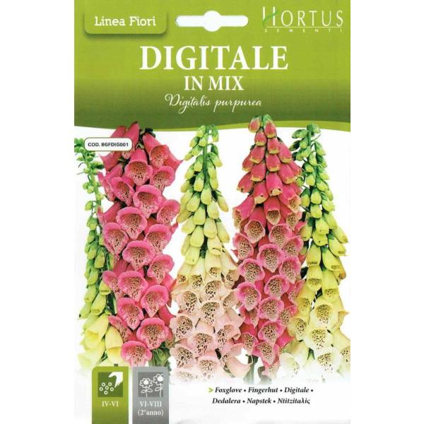 釣鐘状でデルフィニウムと並びボーダーガーデンの背後を飾る初夏の象徴的な花の一つと言えます。