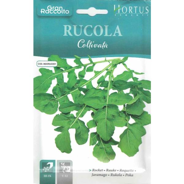 こちらは深い切れ込みが入った葉で、これぞイタリア本場の風味豊かなルッコラです！日本のもの比べ、風味が格段に違います