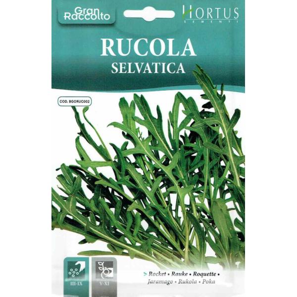 この品種は野生種で、爽やかな刺激の辛味と香ばしいゴマ風味がより強いタイプです。日本で目にするルッコラは切れ込みがないタイプですが、こちらは深い切れ込みが入った葉で、これぞイタリア本場のルッコラです。